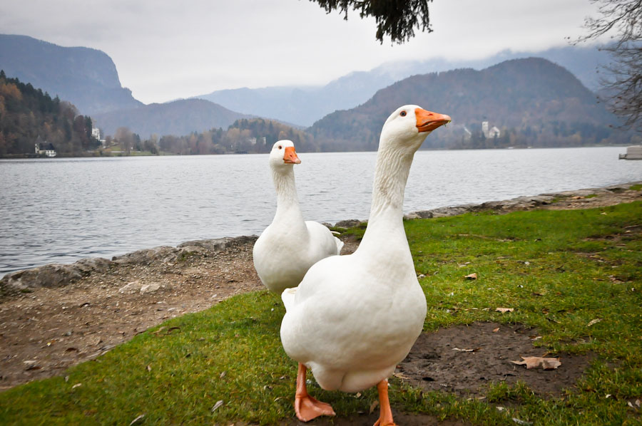 Beautiful Lake Bled in the Fall