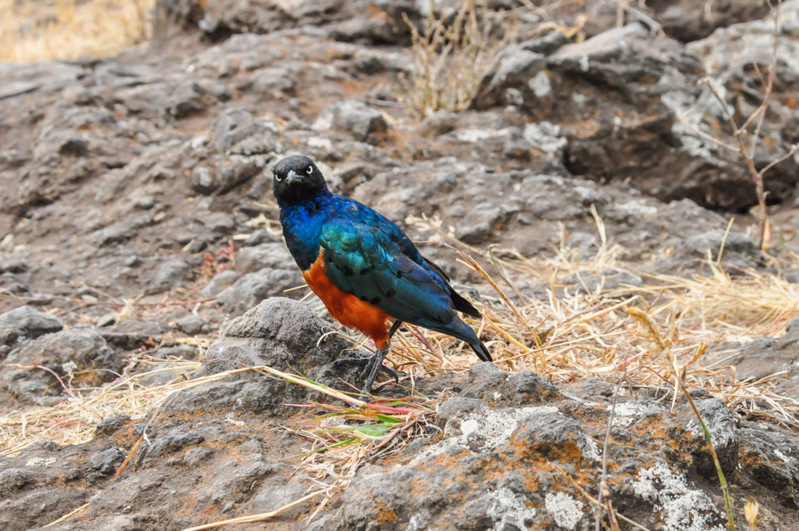 Snapshots from the Serengeti - GQ trippin